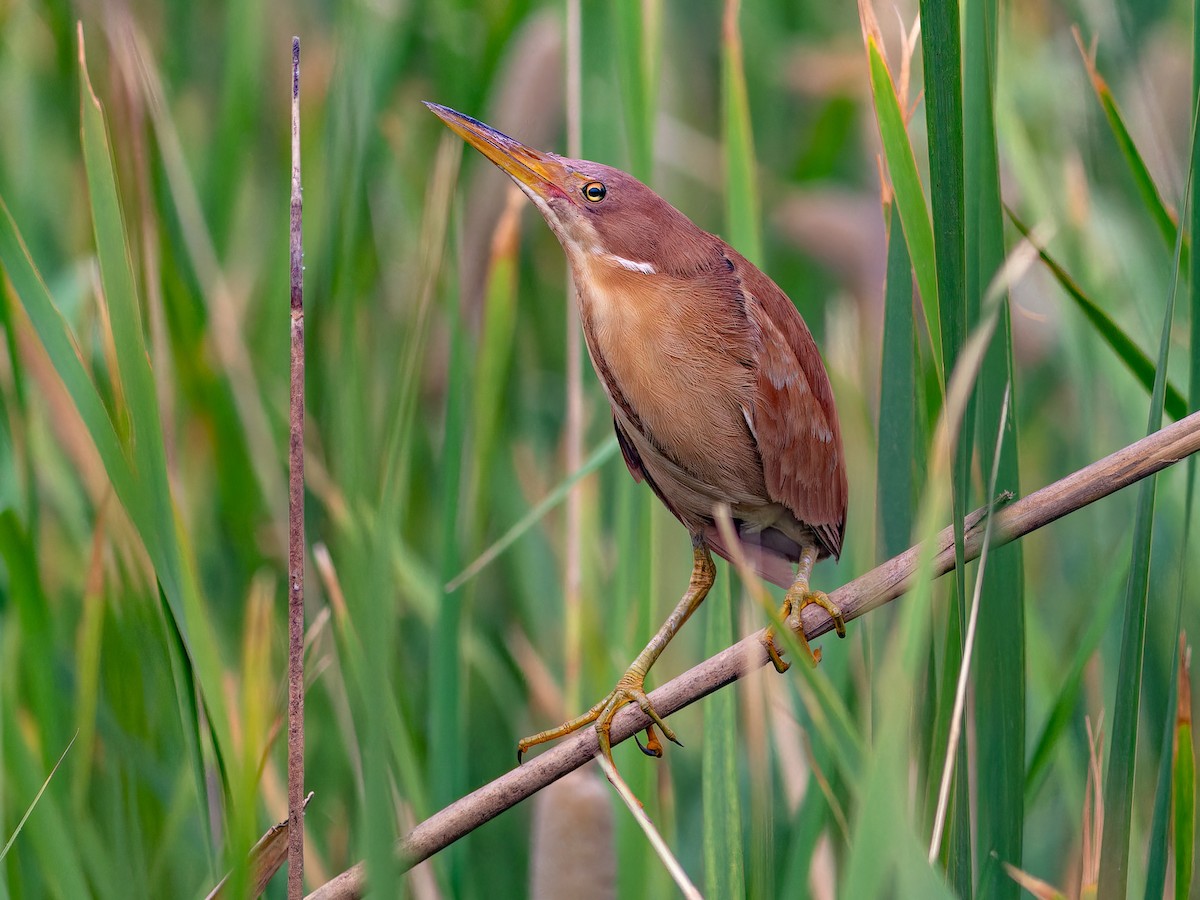 Cinnamon Bittern - Botaurus cinnamomeus - Birds of the World
