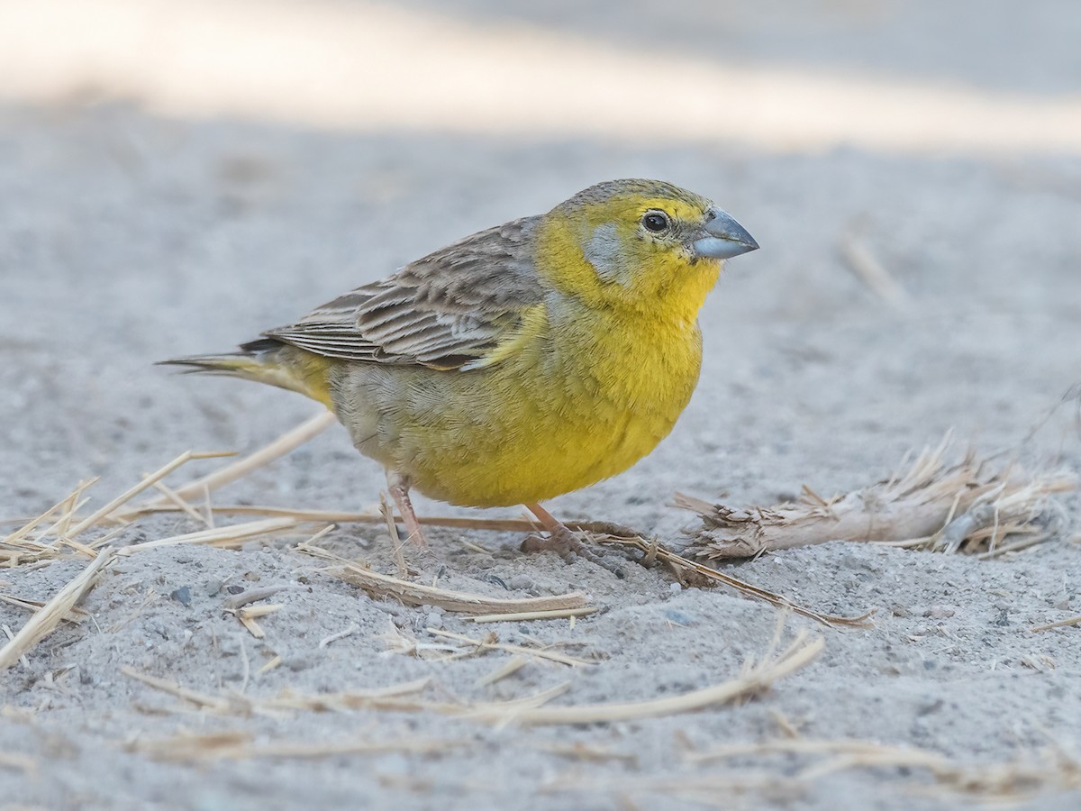 Raimondi's Yellow-Finch - Sicalis raimondii - Birds of the World