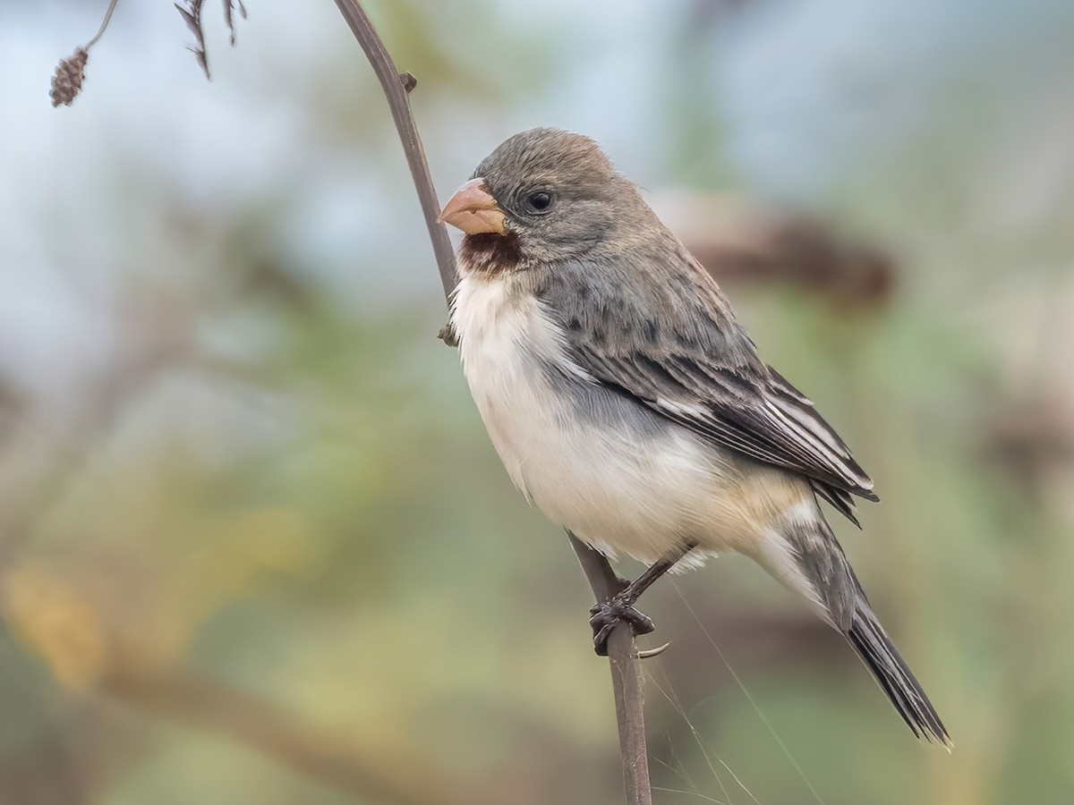 Chestnut-throated Seedeater - Sporophila telasco - Birds of the World