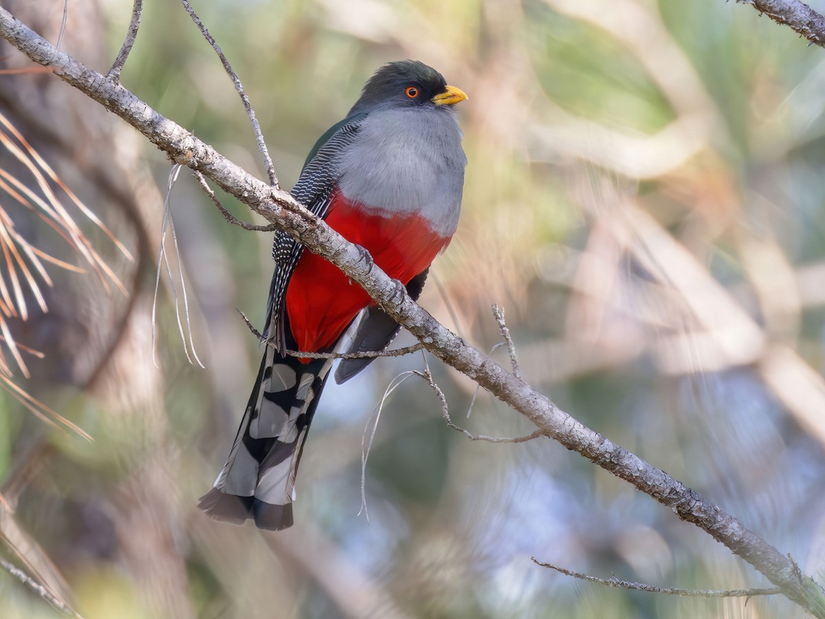 Hispaniolan Trogon - Priotelus roseigaster - Birds of the World