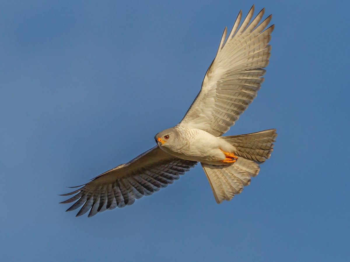 Gray Goshawk - Tachyspiza novaehollandiae - Birds of the World