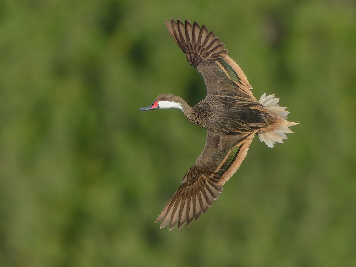 White-cheeked Pintail - Anas bahamensis - Birds of the World