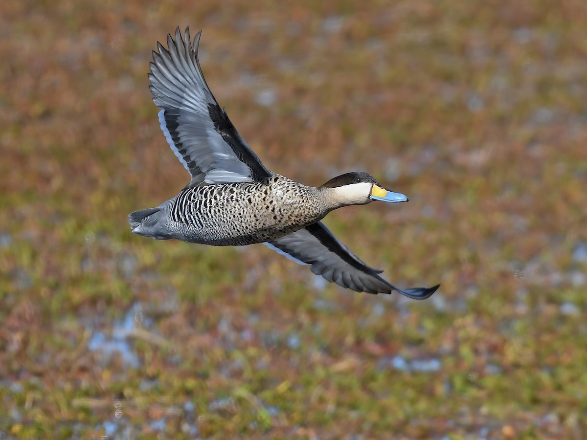 Silver Teal - Spatula versicolor - Birds of the World