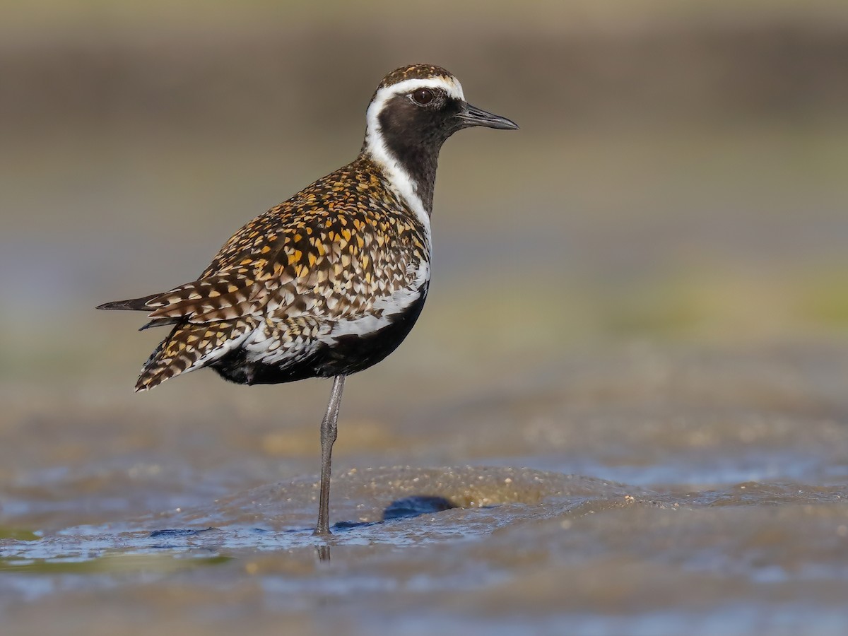 Pacific Golden-Plover - Pluvialis fulva - Birds of the World
