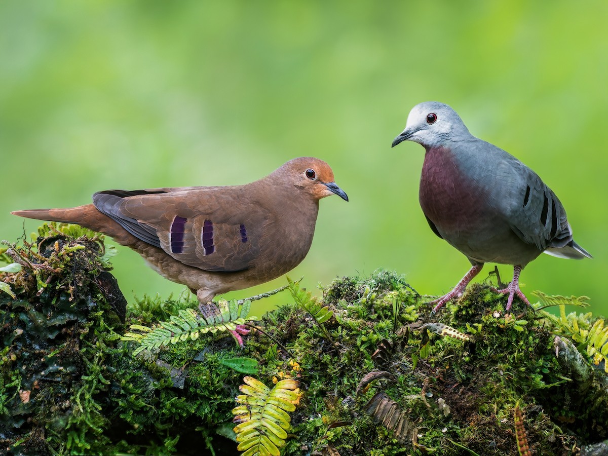Maroon-chested Ground Dove - Paraclaravis mondetoura - Birds of the World