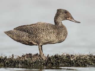 Freckled Duck - eBird