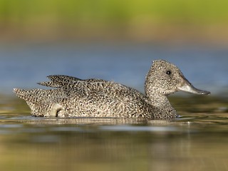 Freckled Duck - eBird