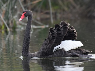 Black Swan - eBird