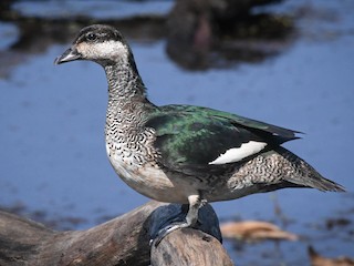 Green Pygmy-Goose - eBird