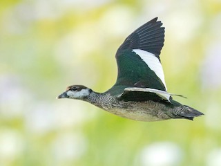 Green Pygmy-Goose - eBird