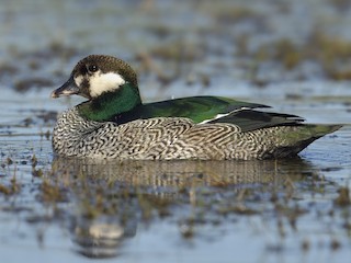 Green Pygmy-Goose - eBird
