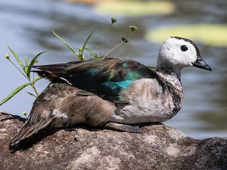 Cotton Pygmy-Goose - eBird