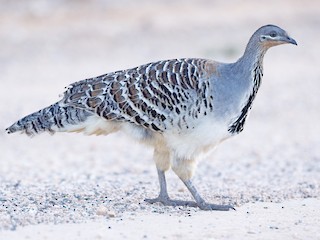 Malleefowl - eBird