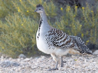 Malleefowl - eBird