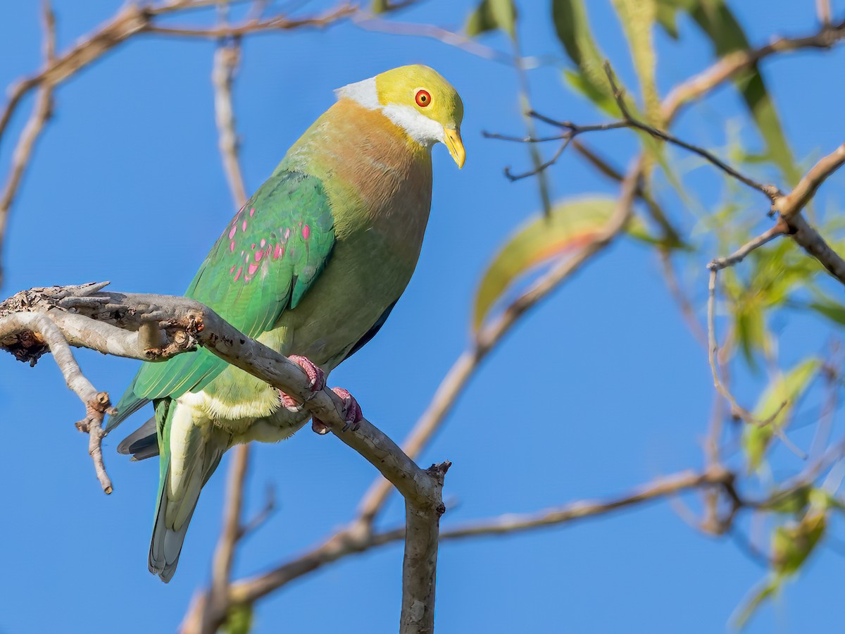 Pink-spotted Fruit-Dove - Ptilinopus perlatus - Birds of the World