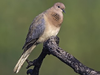 Laughing Dove - eBird