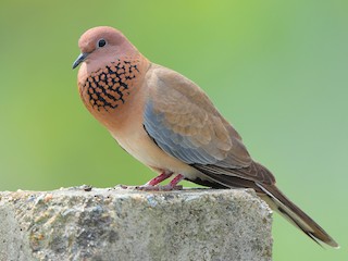 Laughing Dove - eBird