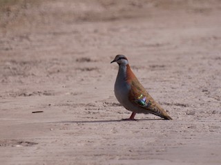 Brush Bronzewing - eBird