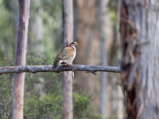 Brush Bronzewing - eBird