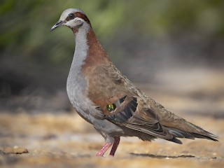 Brush Bronzewing - eBird