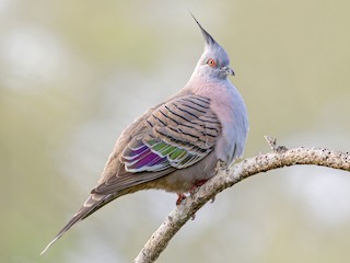 Crested Pigeon - eBird