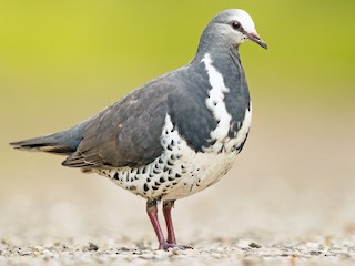Wonga Pigeon - eBird