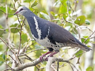 Wonga Pigeon - eBird