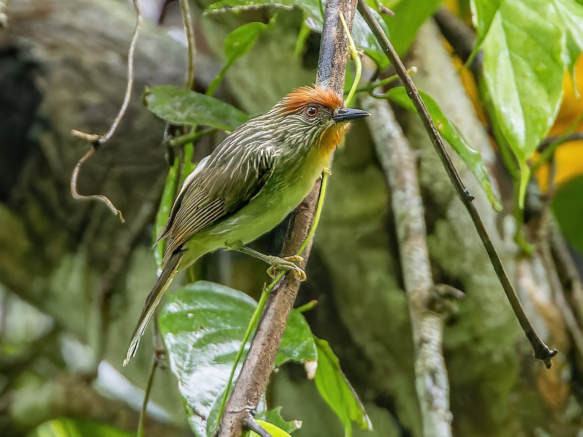 Rusty-crowned Babbler - Sterrhoptilus capitalis - Birds of the World
