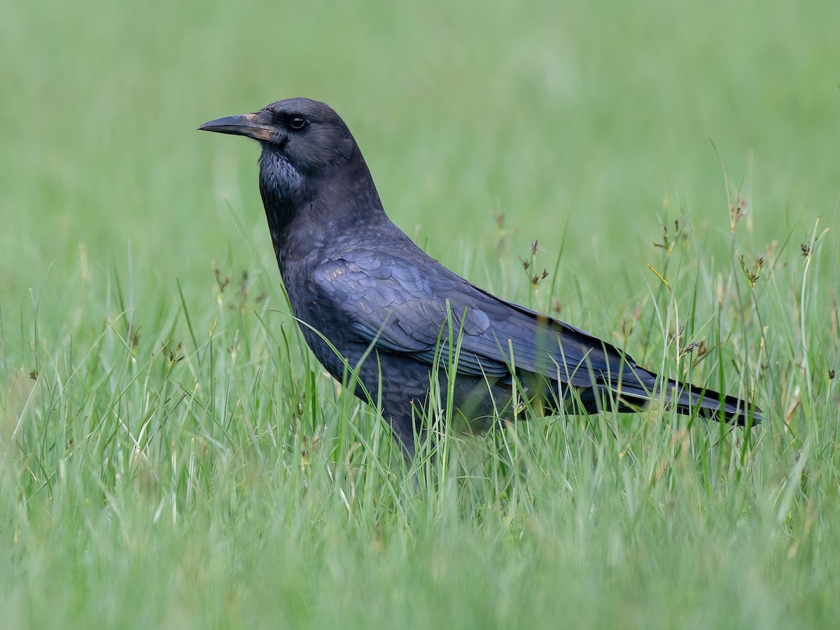 Cape Crow - Corvus capensis - Birds of the World