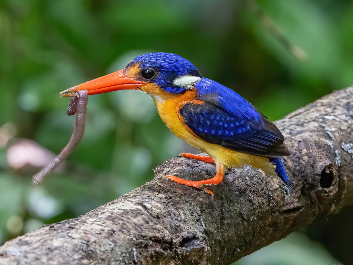 Dimorphic Dwarf-Kingfisher - Ceyx margarethae - Birds of the World