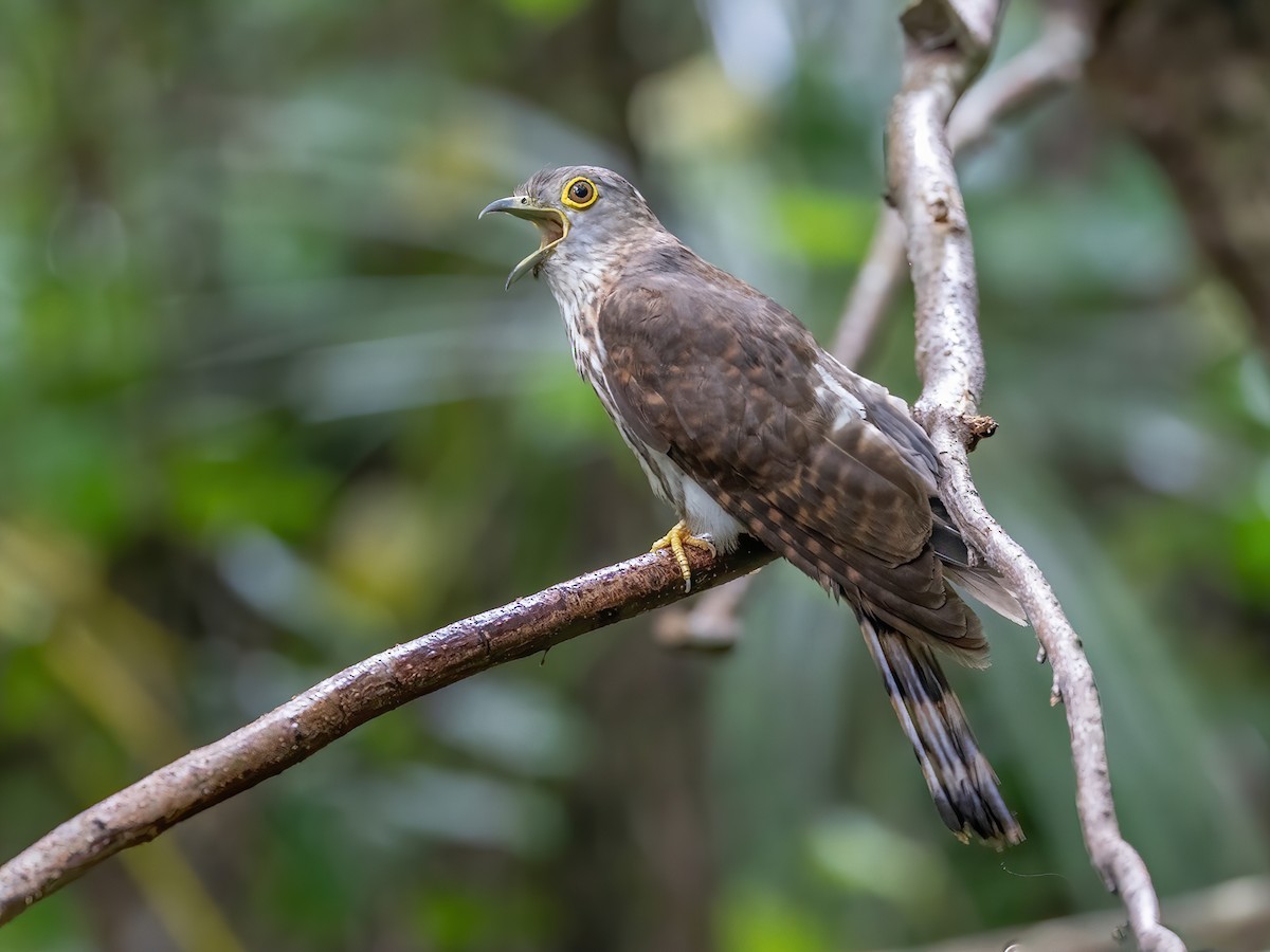 Philippine Hawk-Cuckoo - Hierococcyx pectoralis - Birds of the World