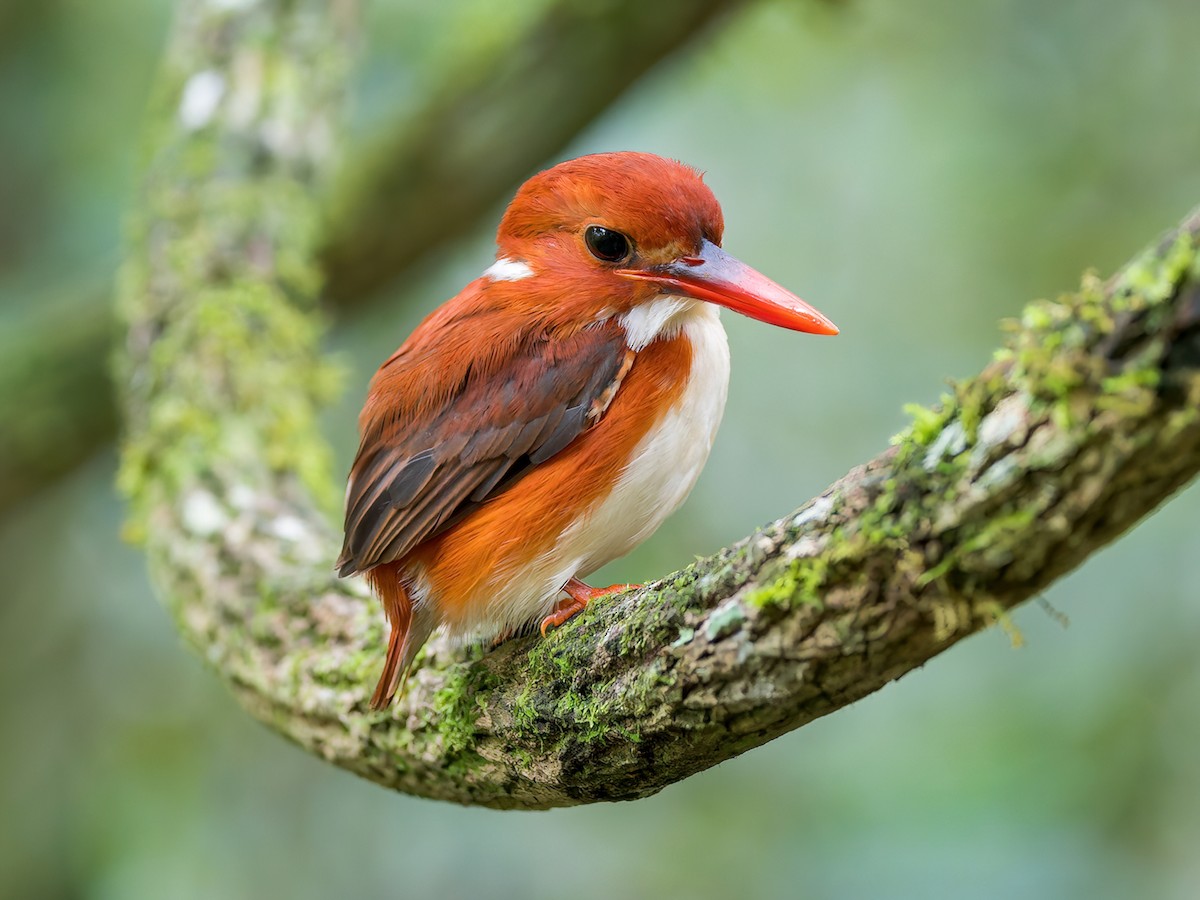 Madagascar Pygmy Kingfisher - Corythornis madagascariensis - Birds of ...