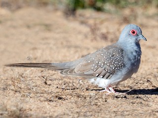 Diamond Dove - eBird