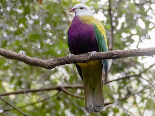 Wompoo Fruit-Dove - eBird