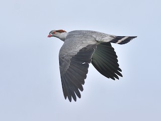 Topknot Pigeon - eBird