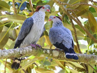 Topknot Pigeon - eBird