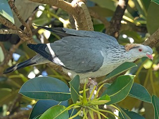 Topknot Pigeon - eBird
