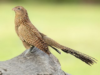 Pheasant Coucal - eBird