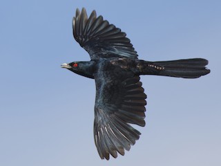 Pacific Koel - eBird