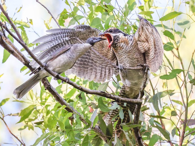 Photos - Pacific Koel - Eudynamys orientalis - Birds of the World