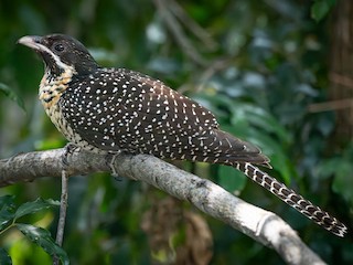 Pacific Koel - eBird