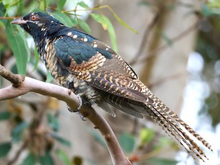 Pacific Koel - eBird