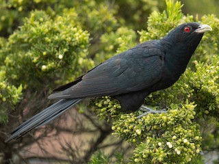 Pacific Koel - eBird