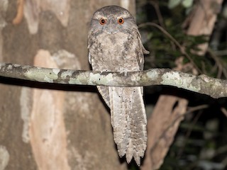 Marbled Frogmouth - eBird
