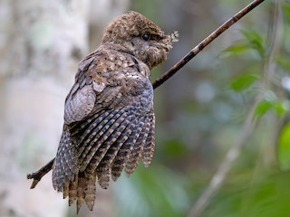 Marbled Frogmouth - eBird
