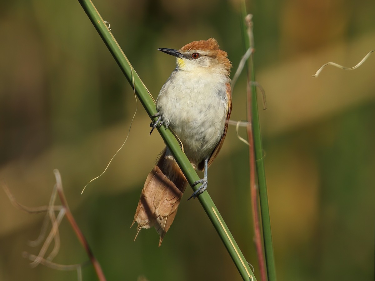 Yellow-chinned Spinetail - Certhiaxis cinnamomeus - Birds of the World
