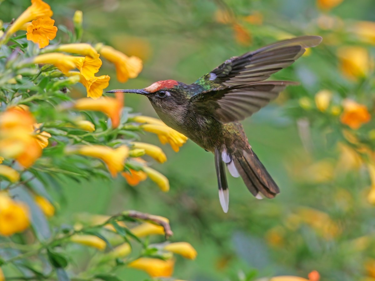 Tolima Blossomcrown - Anthocephala berlepschi - Birds of the World