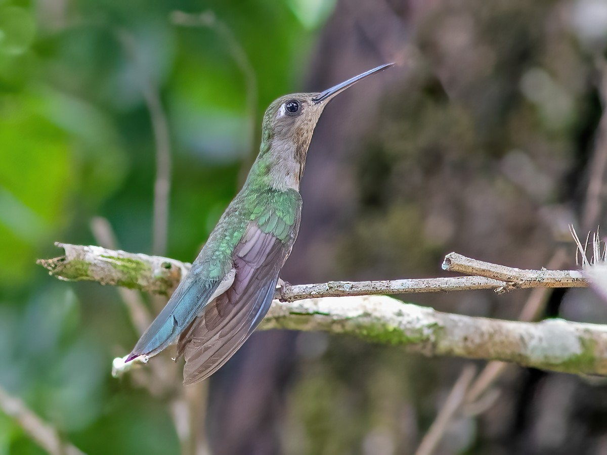 Outcrop Sabrewing - Campylopterus calcirupicola - Birds of the World