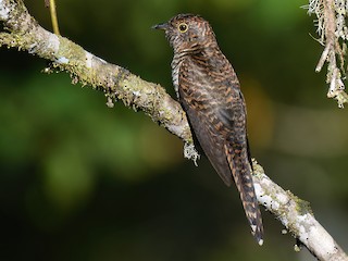 Sunda Brush Cuckoo - eBird