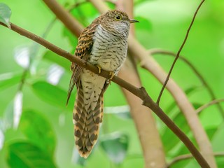 Sunda Brush Cuckoo - eBird